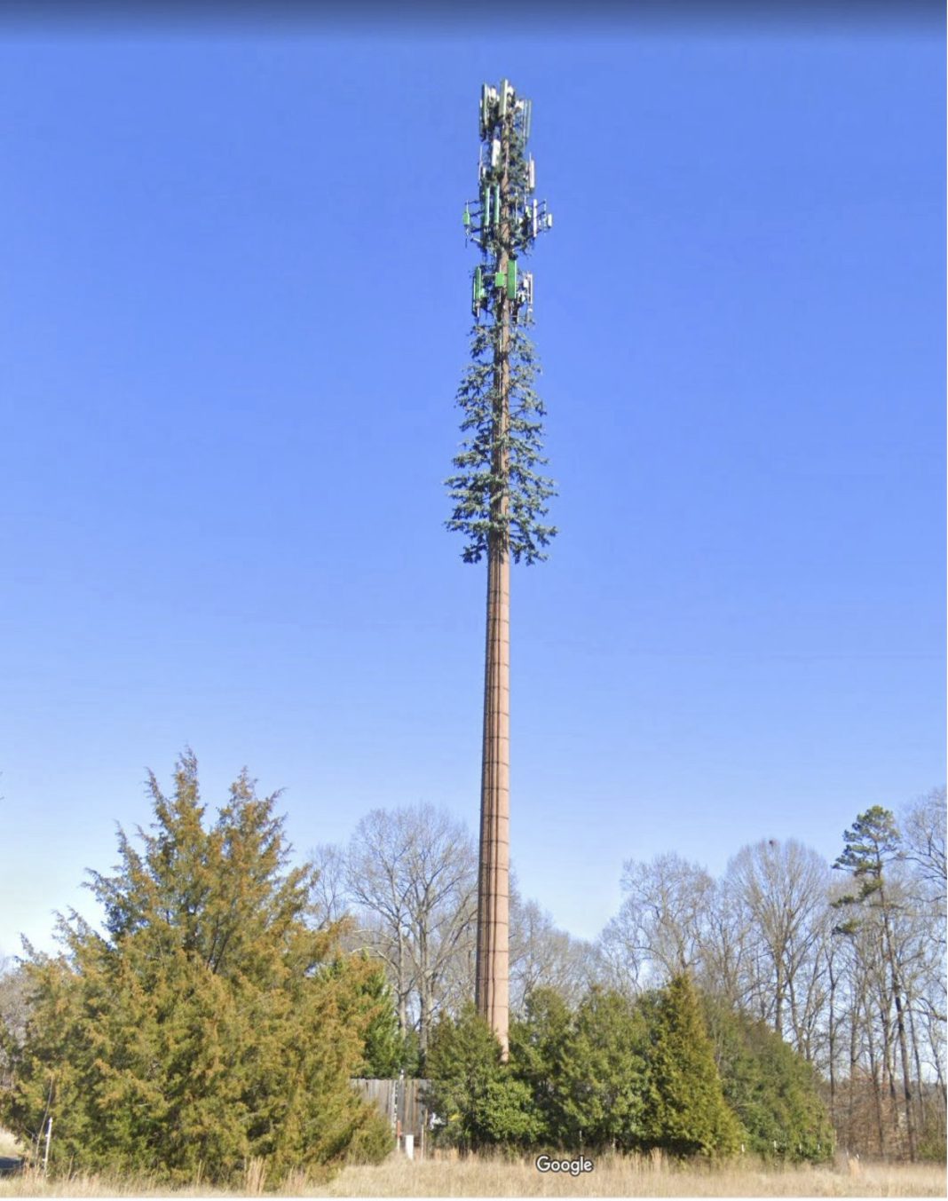 Charlotte Heritage Tree Removal Requirements Explained by City Staff ...